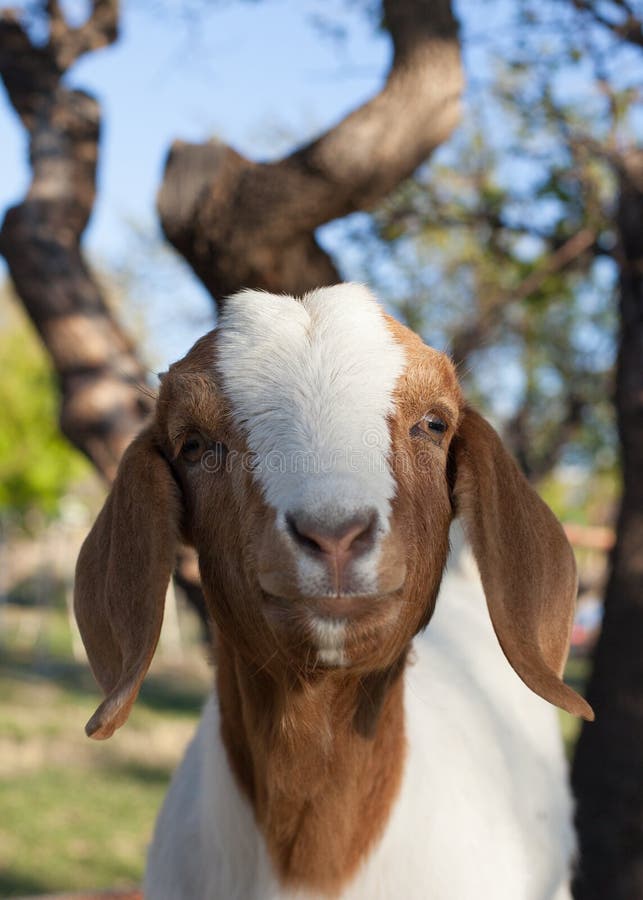 Baby Goat with a Smug Look on it`s Face Stock Image - Image of field ...