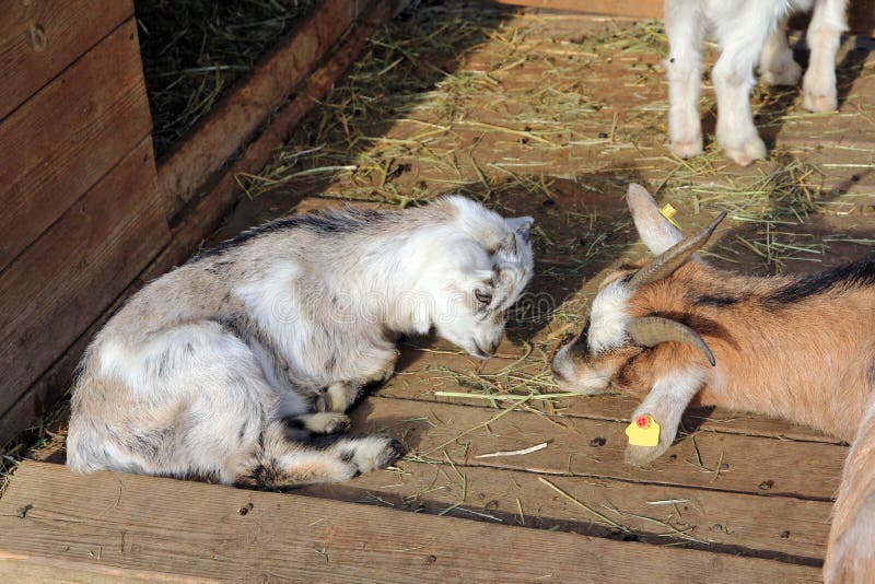 Mummy Goat Stock Photos - Free & Royalty-Free Stock Photos from Dreamstime