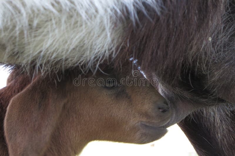 Baby goat nursing stock image. Image of eating, goat - 92532935
