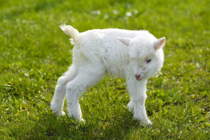 Young Baby Goat with Red Bow-knot Stock Image - Image of country, rural ...