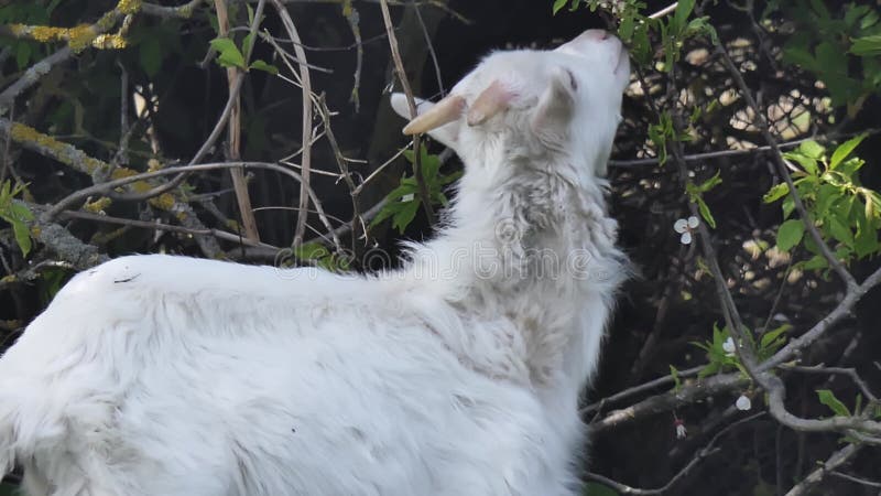 Baby Goat Pluck Leaves from Trees Stock Footage - Video of brown, land ...