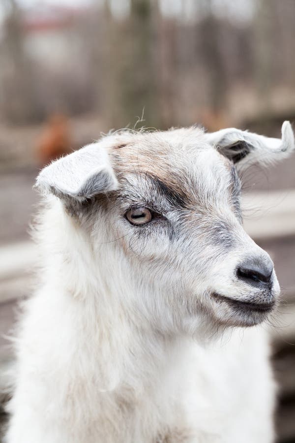 Baby goat portrait stock image. Image of outdoors, eating - 69398461