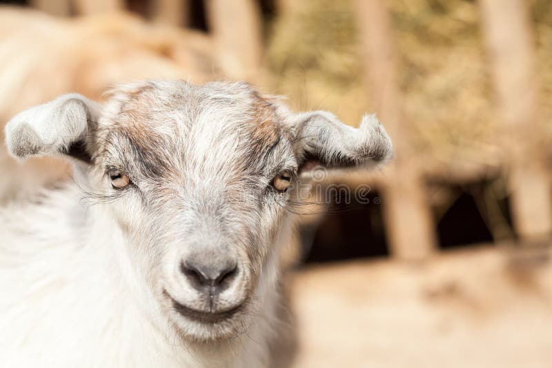Baby Goat Portrait with Green Background Stock Image - Image of blue ...