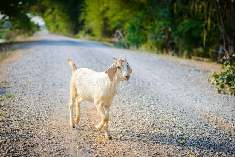 563 Goat Portrait Road Stock Photos - Free & Royalty-Free Stock Photos ...