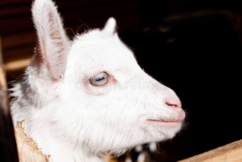 Baby-goat stock photo. Image of goat, nice, fine, baby - 69580100
