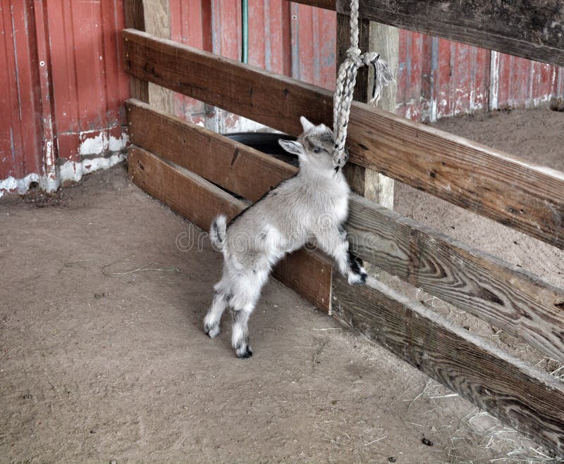 Goat Pulling a Funny Face while Eating. Stock Photo - Image of grass ...