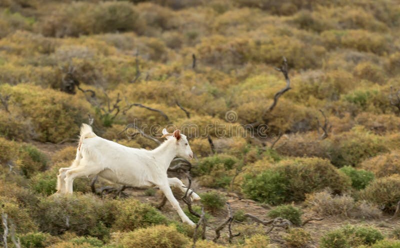 Baby goat running stock image. Image of spring, meadow - 29834117