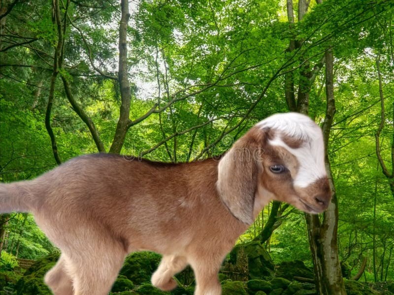 Baby she goat stock photo. Image of bird, sheep, insects - 315098820
