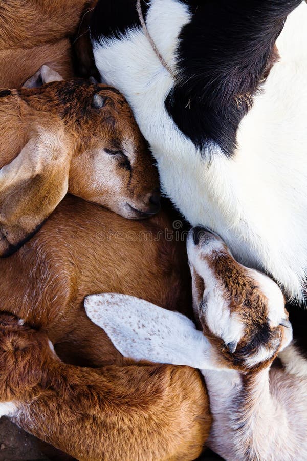 Baby goat sleep stock photo. Image of cute, farm, mammals - 48065472