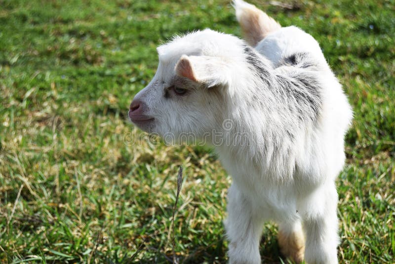 Baby Goat on the Spring Grass Stock Photo - Image of young, white ...