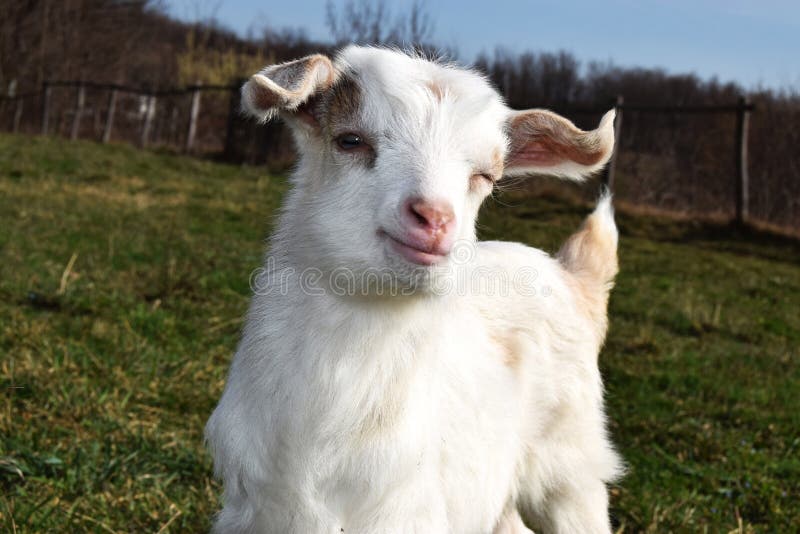 Baby Goat on the Spring Grass Stock Image - Image of countryside ...