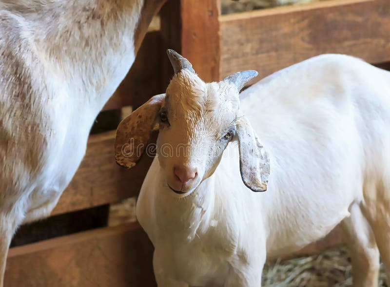 798 Goat Stall Barn Stock Photos - Free & Royalty-Free Stock Photos ...