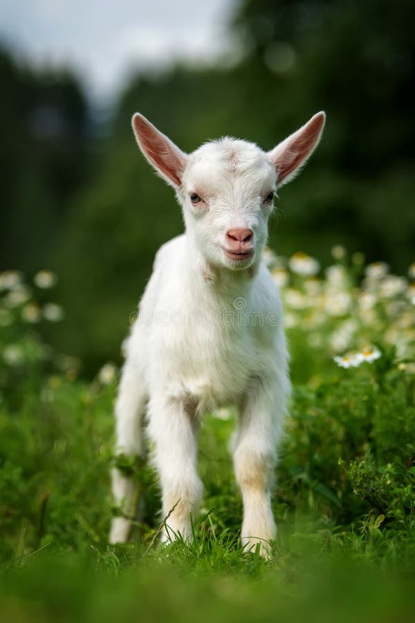 1,274 Goat Standing Outside Stock Photos - Free & Royalty-Free Stock ...