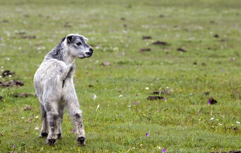 Goat Watching in Green Grass Stock Image - Image of outdoor, face ...