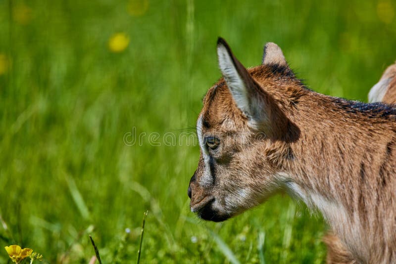 Goat Watching in Green Grass Stock Image - Image of outdoor, face ...
