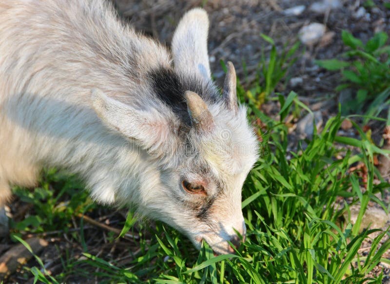 Baby goat stock photo. Image of green, grass, rural, goat - 63745582
