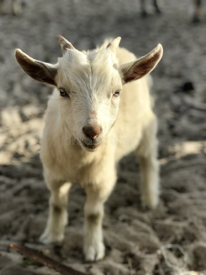 Baby goat stock image. Image of baby, goat, white, animal - 162069667