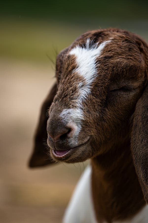 A Baby Goat with a White Spot on Its Face is Smiling Stock Image ...