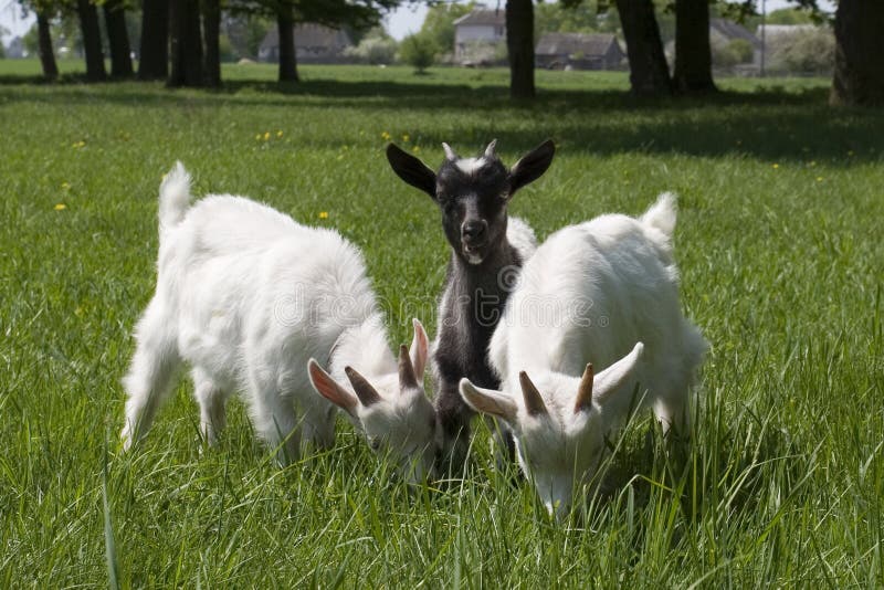 Baby goats stock photo. Image of field, anumal, baby, goatee - 6312886