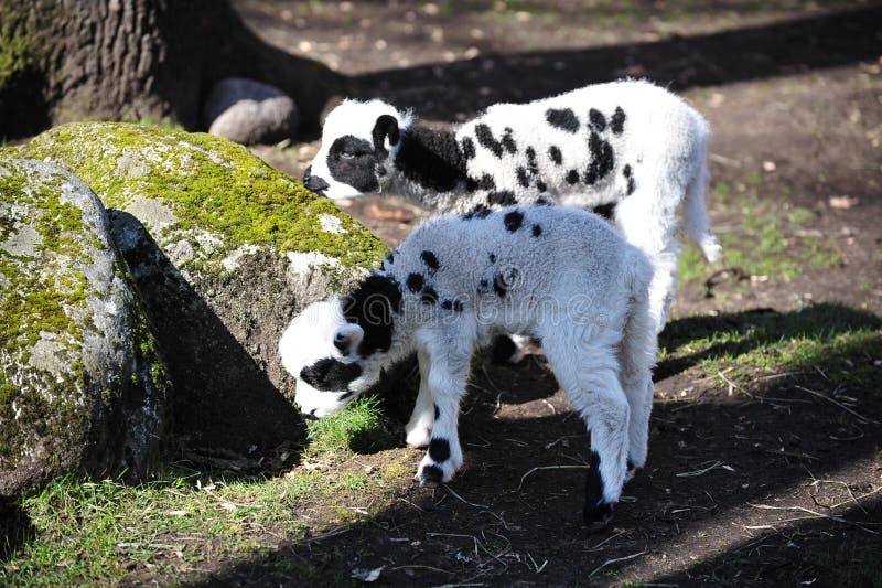 Baby Goats Heads stock image. Image of heads, goats, approach - 35105235