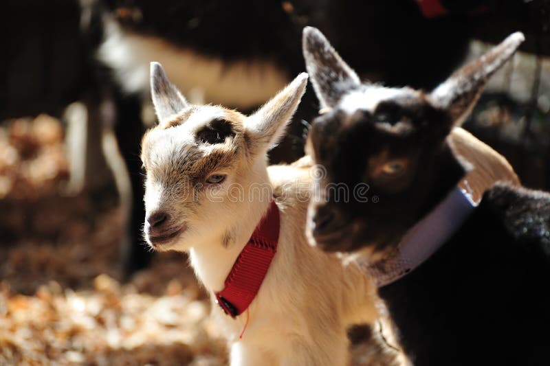 Baby Goats Heads stock image. Image of heads, goats, approach - 35105235
