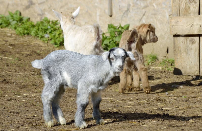 Baby Goats stock image. Image of breed, gently, farming - 39682945