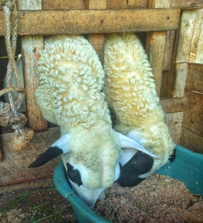 Baby Goats Eating in the Pen Stock Photo - Image of goats, food: 326361322