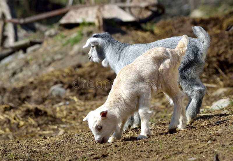 Baby Goats stock photo. Image of furry, horn, cute, looking - 39682916