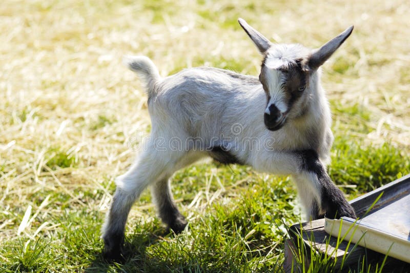 Young Baby Goat with Red Bow-knot Stock Image - Image of country, rural ...
