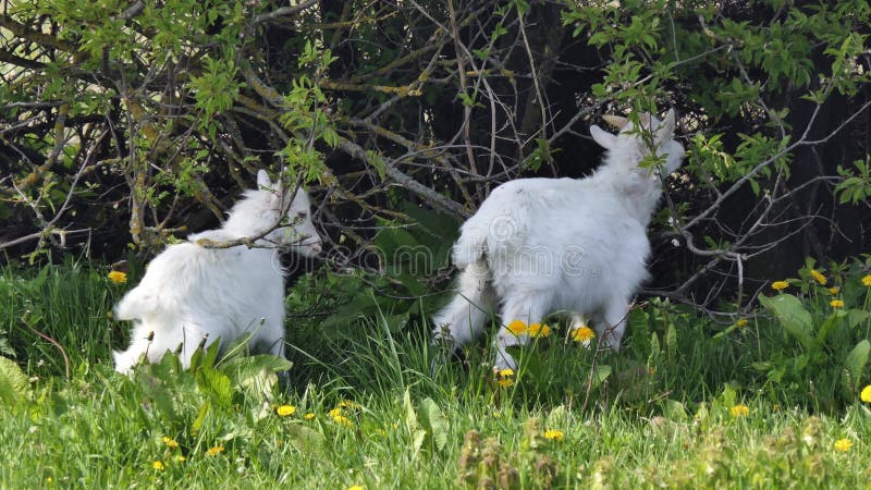 Baby Goats Pluck Leaves from Trees Stock Footage - Video of mammal ...