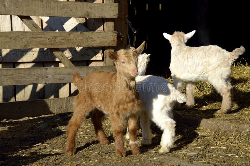 Baby goats stock image. Image of mammal, hair, straw - 39255111