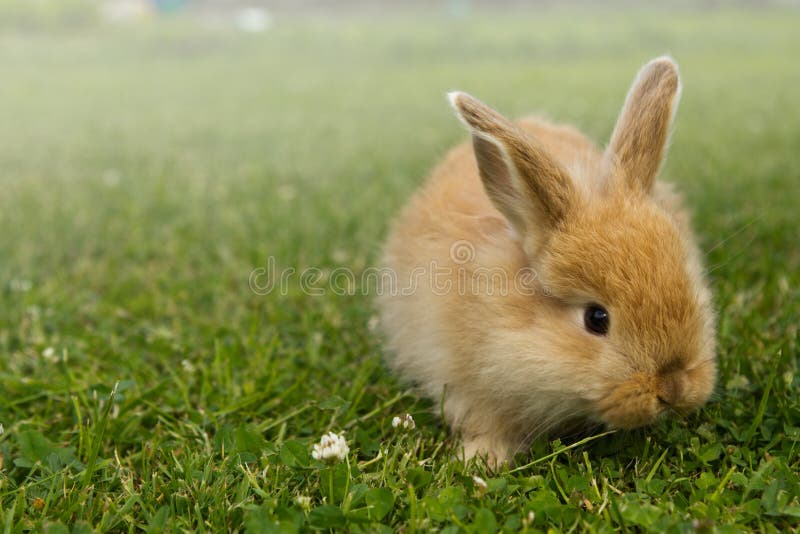 Baby Rabbit Eating Grass Outdoor on Sunny Summer Day. Easter Bunny in ...