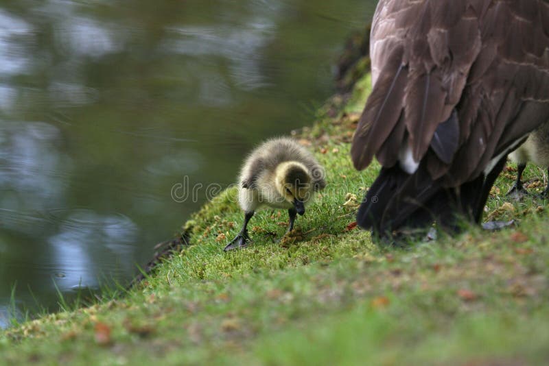 Baby goose stock photo. Image of wildlife, grazing, eating - 11031704