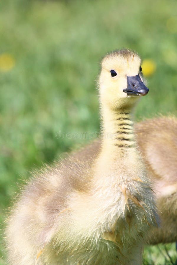 Baby Goose stock image. Image of grass, space, bird, fussy - 14360845
