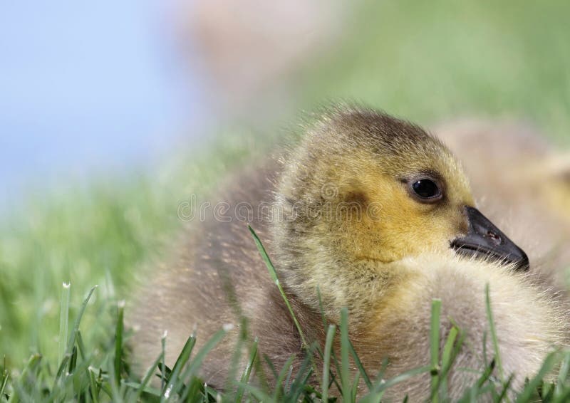 Baby Goose stock image. Image of animal, wildlife, green - 103191093