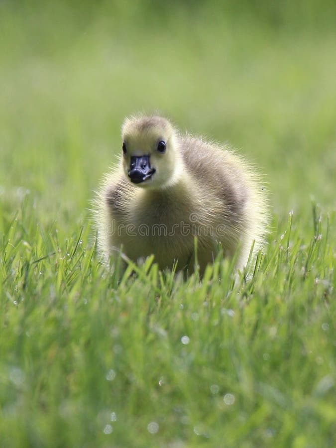 Baby Goose stock image. Image of animal, wildlife, green - 103191093
