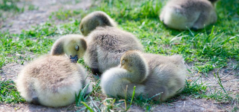 Baby goose stock photo. Image of geese, baby, duckling - 41851466