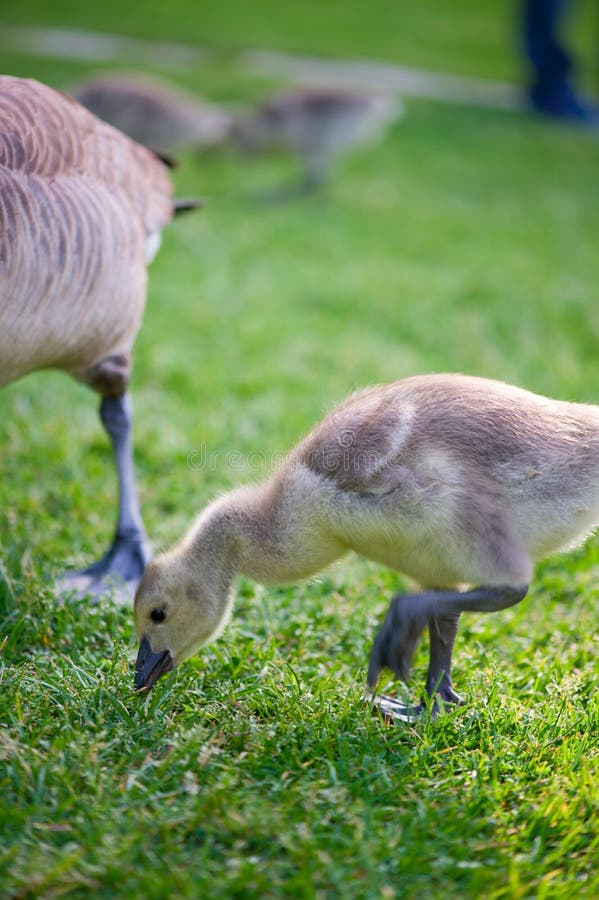 Baby Goose stock image. Image of animal, wildlife, green - 103191093
