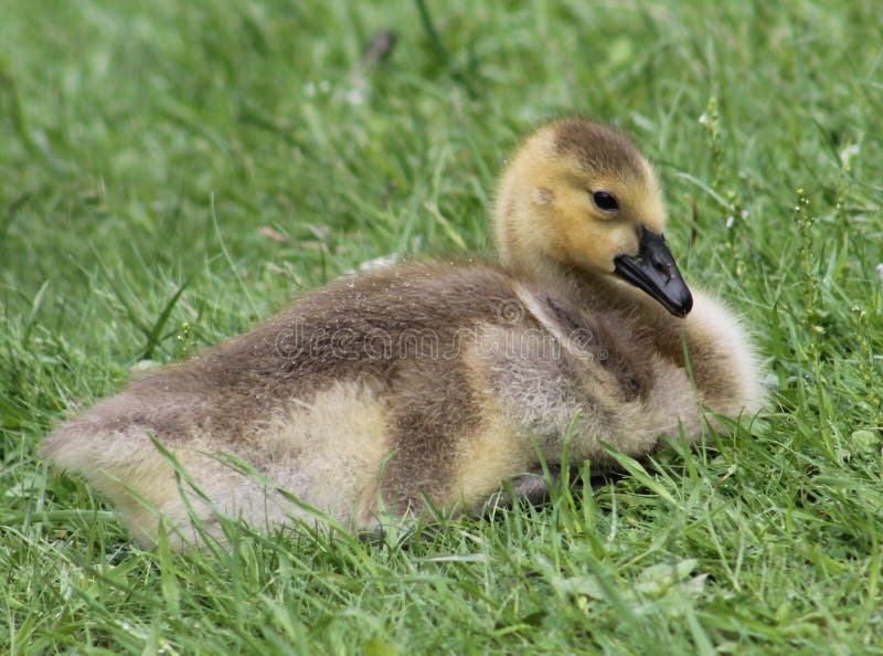Baby Goose stock image. Image of animal, wildlife, green - 103191093