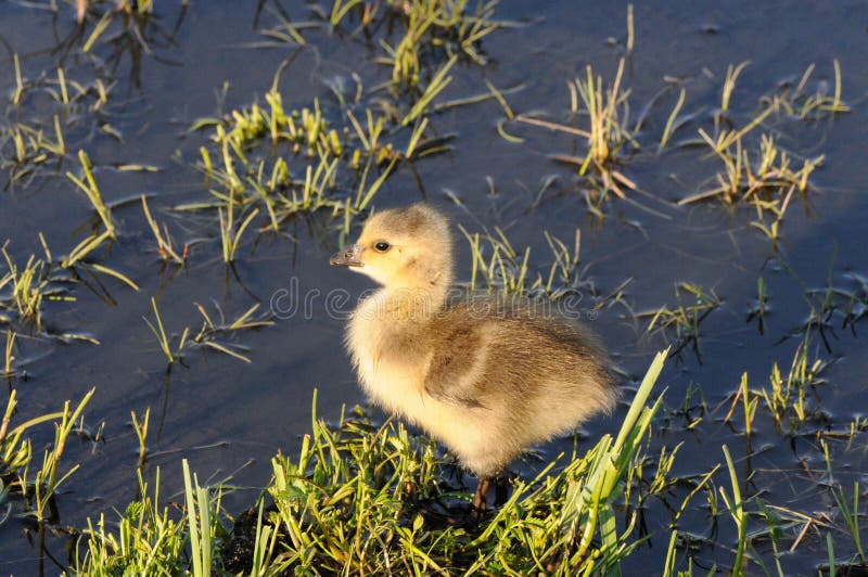 Baby Goose stock image. Image of animal, wildlife, green - 103191093