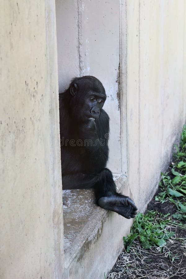 Gorilla Sitting in the Jungle Stock Image - Image of head, face: 28630289