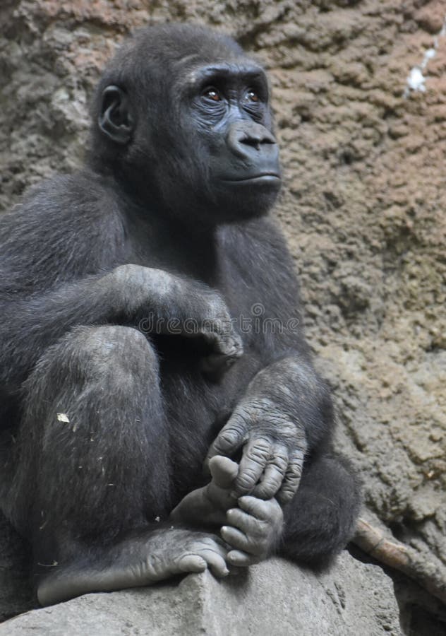 Pondering Primate stock image. Image of head, ponder - 12821215