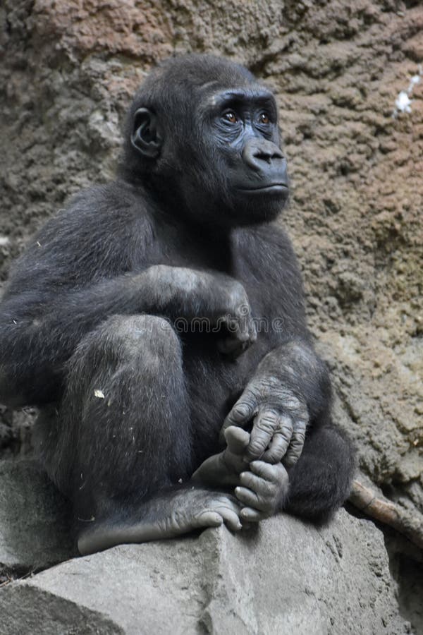 Baby Gorilla with Stern Look Sitting on a Rock Stock Image - Image of ...
