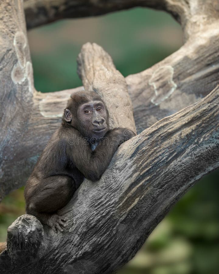 Baby gorilla in tree stock image. Image of mammal, tree - 67211519