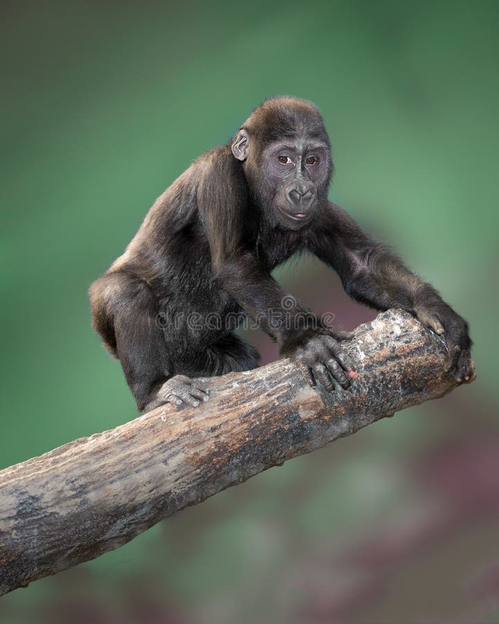 Baby gorilla on tree limb stock photo. Image of full - 67211500