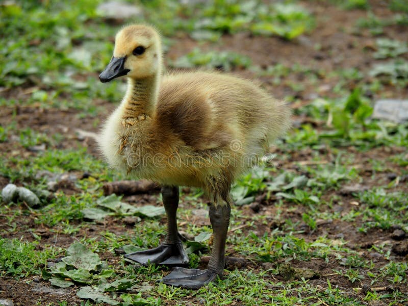 Baby Gosling stock image. Image of goose, yellow, small - 42992575