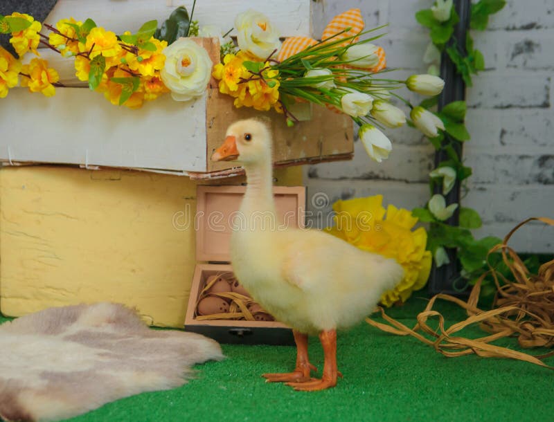 Baby Gosling in Easter Studio Decoration Stock Image - Image of ...