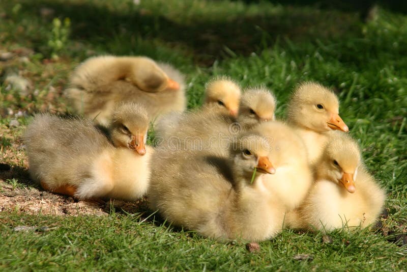 Baby goslings stock photo. Image of geese, nature, waterbird - 2392178