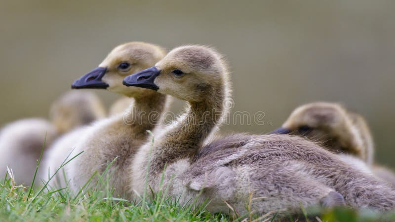 Baby Goslings stock photo. Image of wildlife, sleepy - 41502130