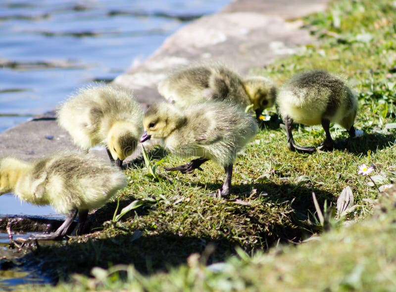Baby Goslings stock image. Image of goslings, bird, reflection - 40754647